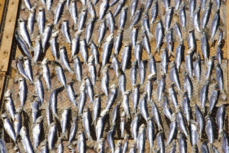Fish drying outside stock photo. Image of animal, gourmet - 24621024