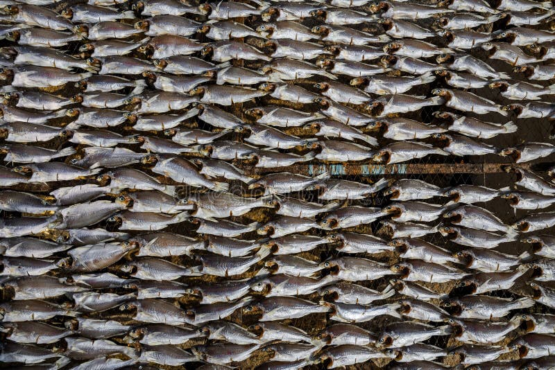 Fish drying on a rack stock image. Image of village, vacation - 87618873