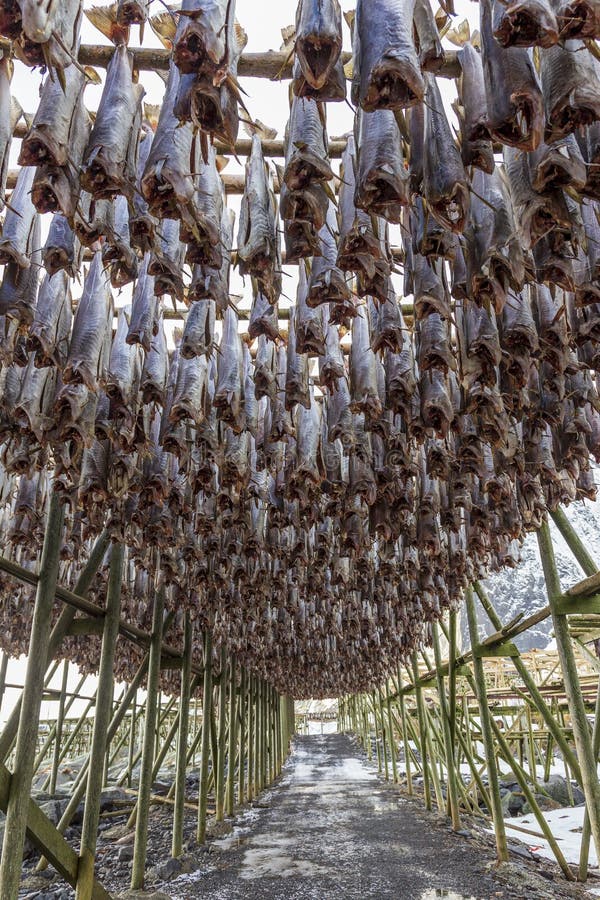 Fish Drying Racks with Cod Near Reine. Lofoten Islands Norway Stock ...