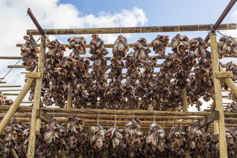 Fish Drying Racks with Cod Near Reine. Lofoten Islands Norway Stock ...