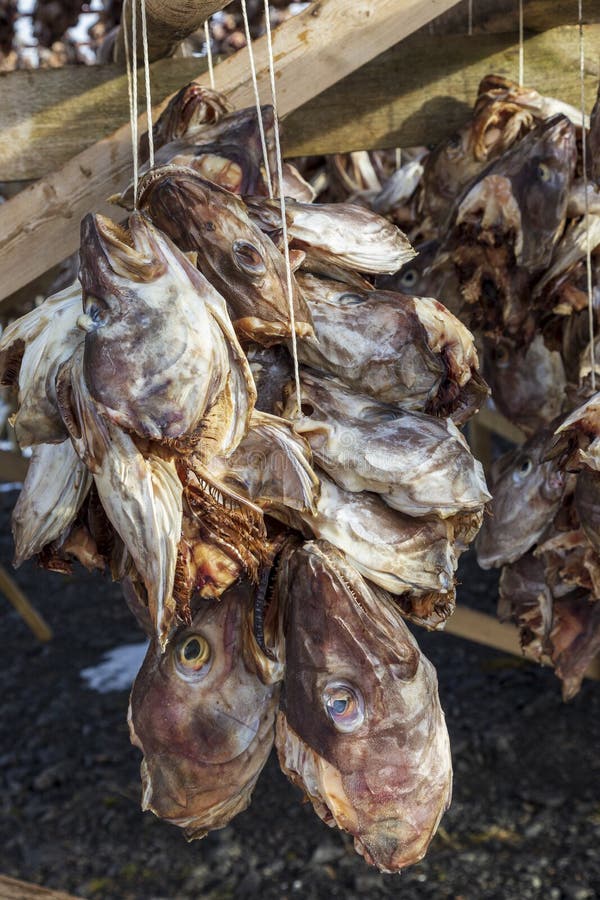 Fish Drying Racks with Cod Near Reine. Lofoten Islands Norway Stock ...