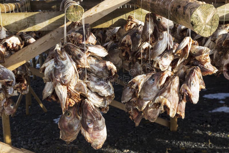 Fish Drying Racks with Cod Near Reine. Lofoten Islands Norway Stock ...