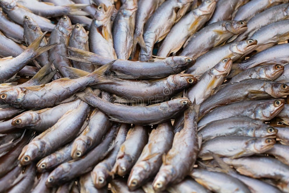 Fish drying on racks stock image. Image of drying, sunlight - 100918053