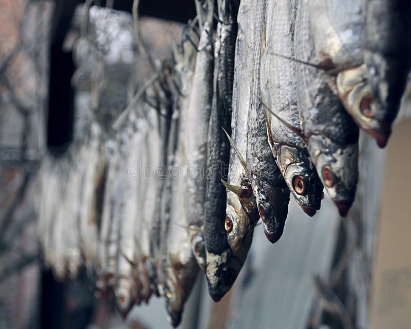 Fish drying on the rope stock photo. Image of sunlight - 66162060