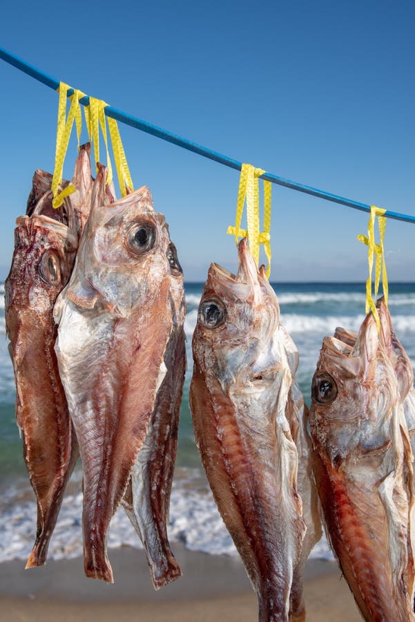 Fish Drying in the Sea Wind on the Beach Stock Photo - Image of nature ...