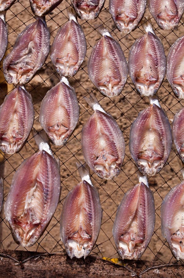 Fish drying in the sun stock image. Image of salt, prepared - 22199005
