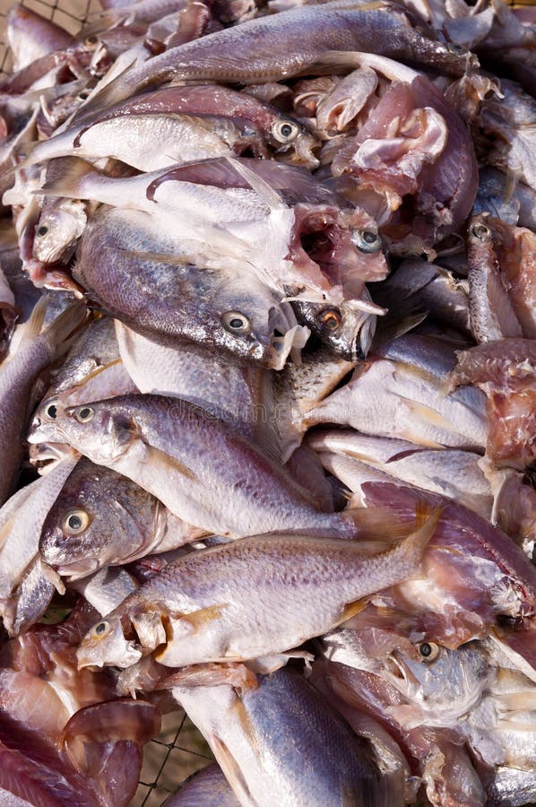 Fish drying in the sun stock image. Image of healthy - 22199077