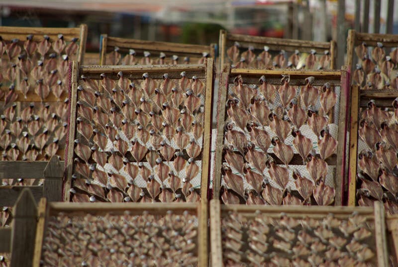 Fish drying racks stock photo. Image of salted, fishnet - 22505666