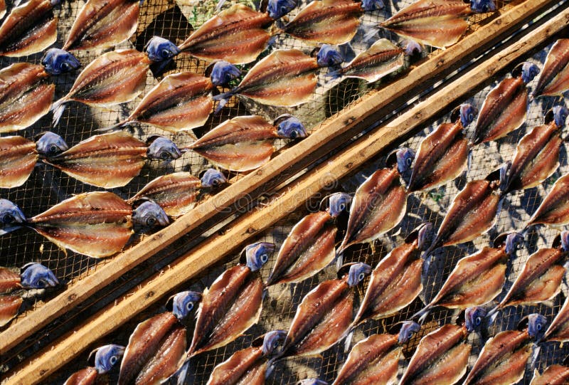 Fish drying racks stock photo. Image of salted, fishnet - 22505666
