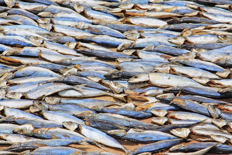 Fish Drying Outside in the Sun at Cambodian Market in Asia Stock Photo ...