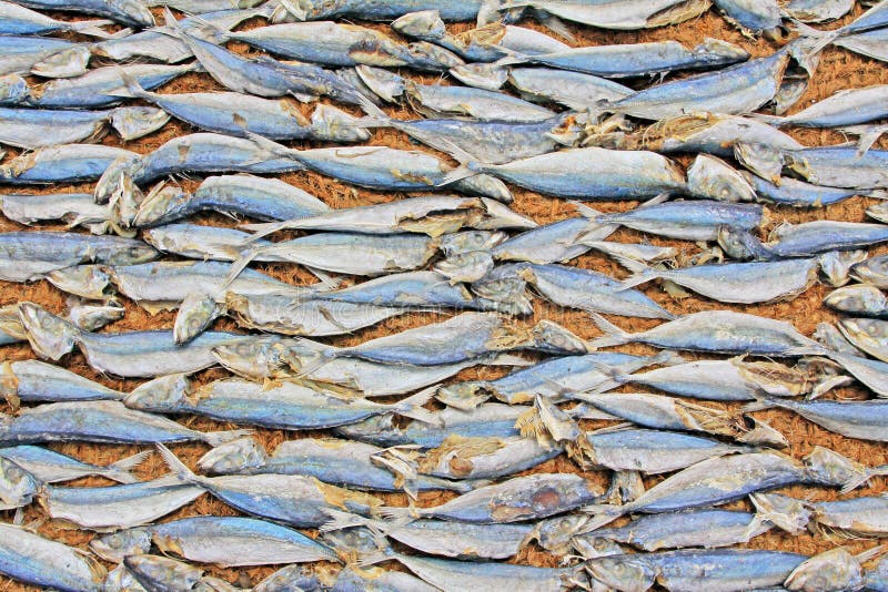 Fish Drying in the Sun stock image. Image of sale, background - 94122065