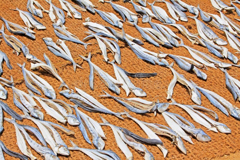 Fish Drying Outside in the Sun at Cambodian Market in Asia Stock Photo ...
