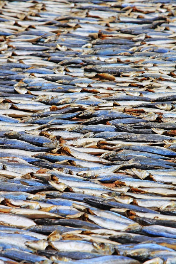 Fish Drying Outside in the Sun at Cambodian Market in Asia Stock Photo ...
