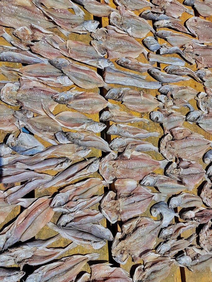 Fish drying in the sun stock photo. Image of fish, river - 196912566