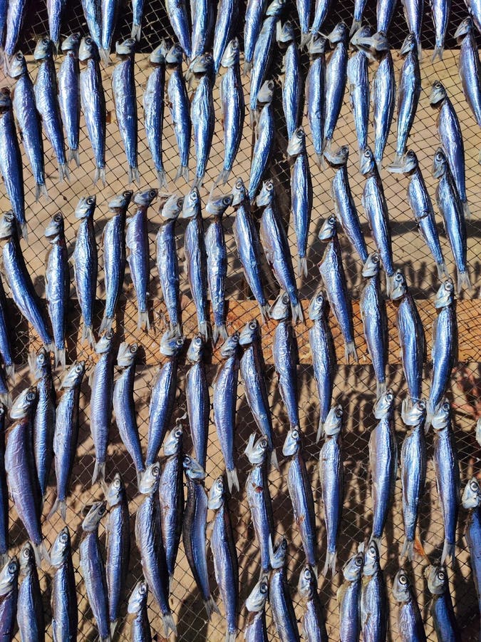 Fish Drying on the Sun Put on the Rack Stock Image - Image of saltwater ...
