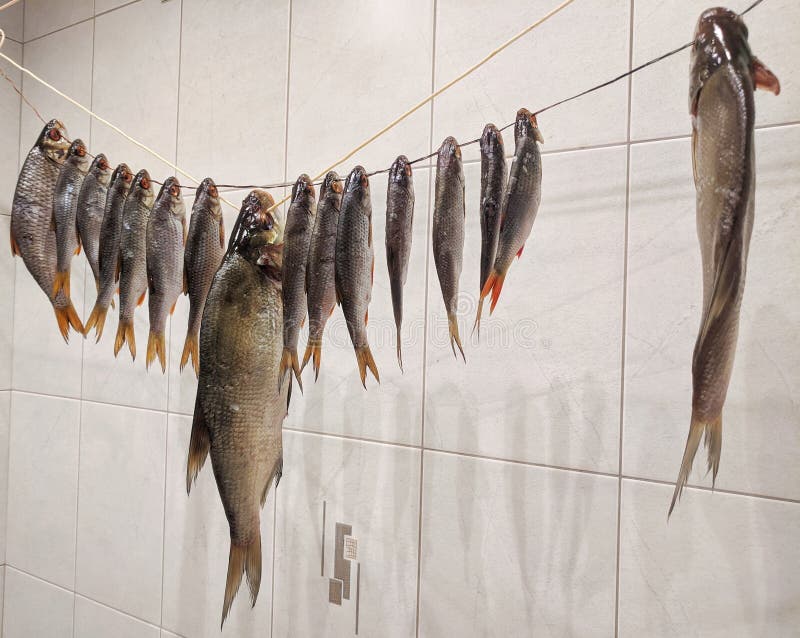 Fish drying on the wire stock photo. Image of animal - 236651298