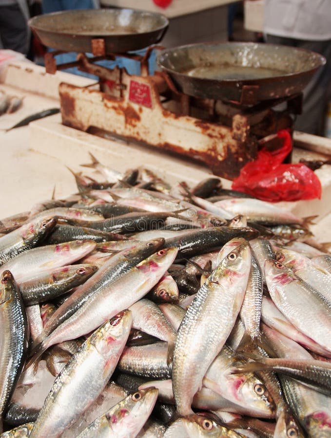 Fish at the Dubai Fish Market Stock Photo - Image of fresh, nutrition ...