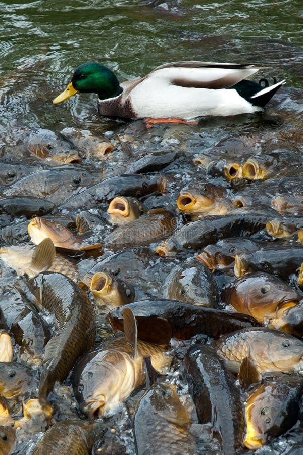 Fish and Duck Feeding Frenzy Stock Image - Image of ducks, pond: 24180965