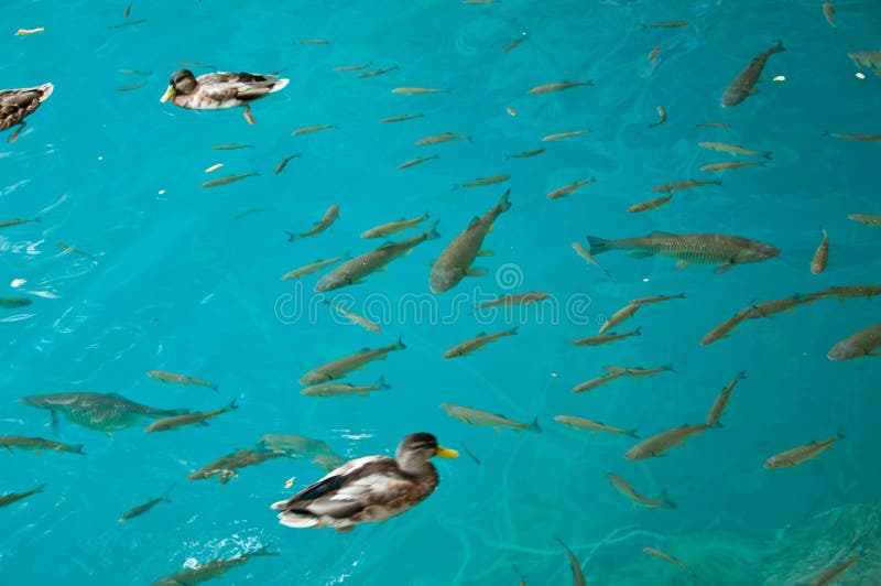 Fish and Ducks on Dream Blue Lake Stock Image - Image of blue, clean ...