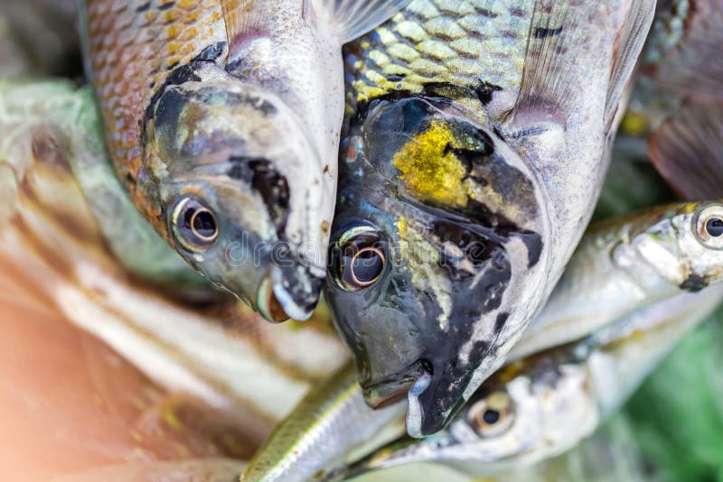 Fish are dying stock photo. Image of natural, fish, environment - 155387030