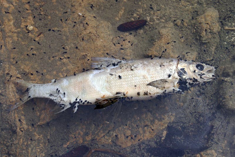 948 Smelly Fish Stock Photos - Free & Royalty-Free Stock Photos from ...