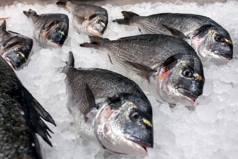 Fish Dynamically Lays among Pieces of Ice Stock Photo - Image of fresh ...