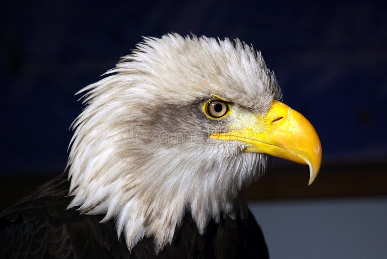 Fish Eagle stock image. Image of rivers, eagle, eyes, beaks - 3966225