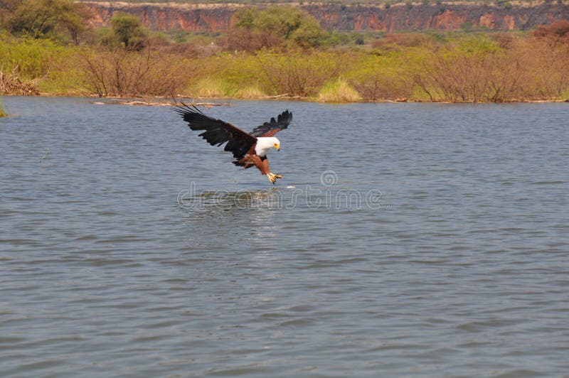 Fish eagle catching a fish stock image. Image of haliaeetus - 28217727