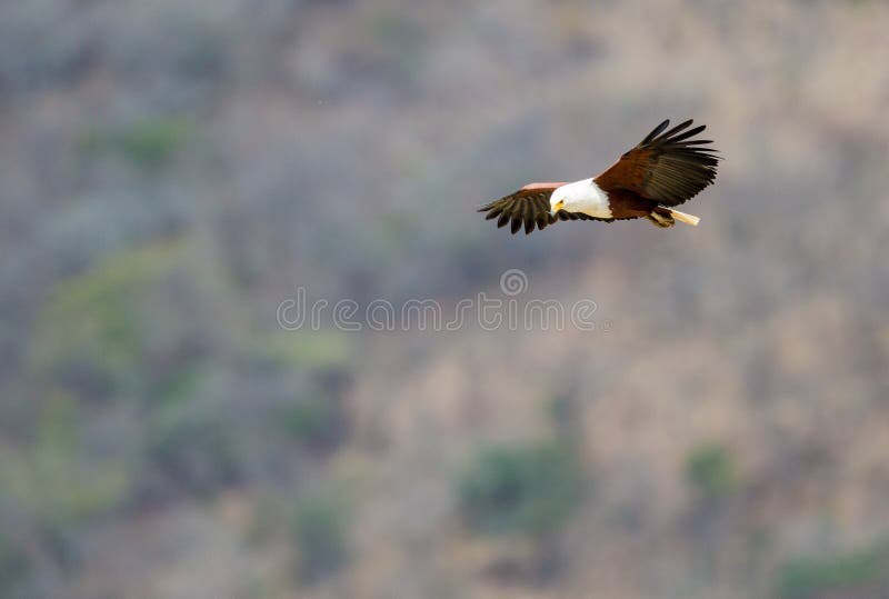 Hovering Air Fish Stock Photos - Free & Royalty-Free Stock Photos from ...