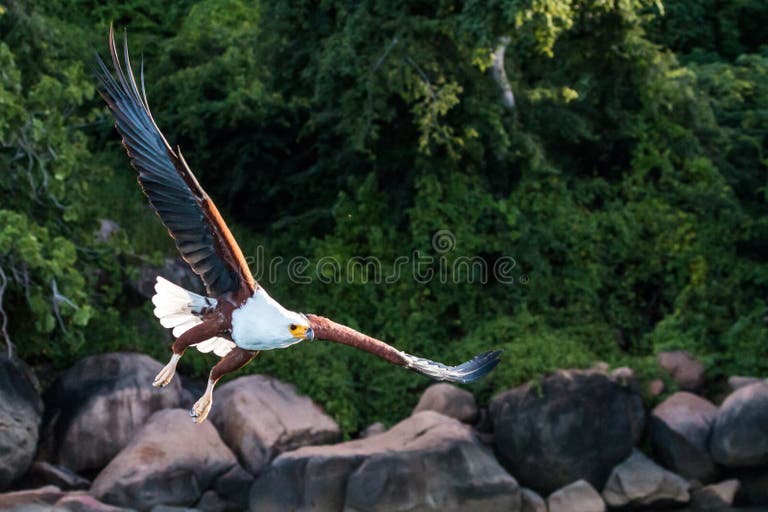 6,615 Brown Fish Wings Stock Photos - Free & Royalty-Free Stock Photos ...