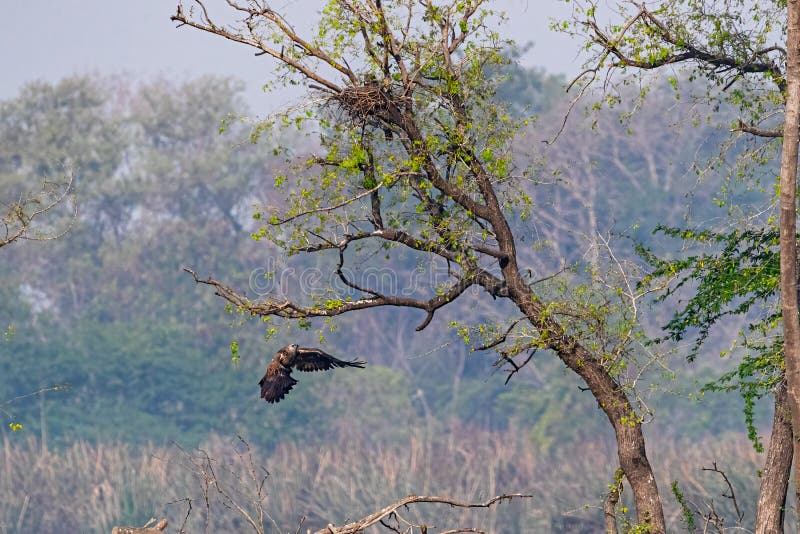 Golden Eagle Landing Tree Stock Photos - Free & Royalty-Free Stock ...