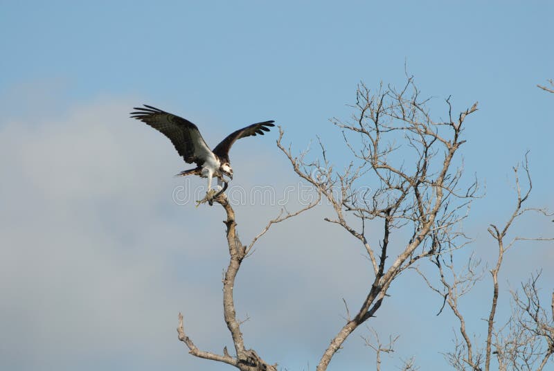 Fish Eagle stock image. Image of florida, talons, habitat - 99468295