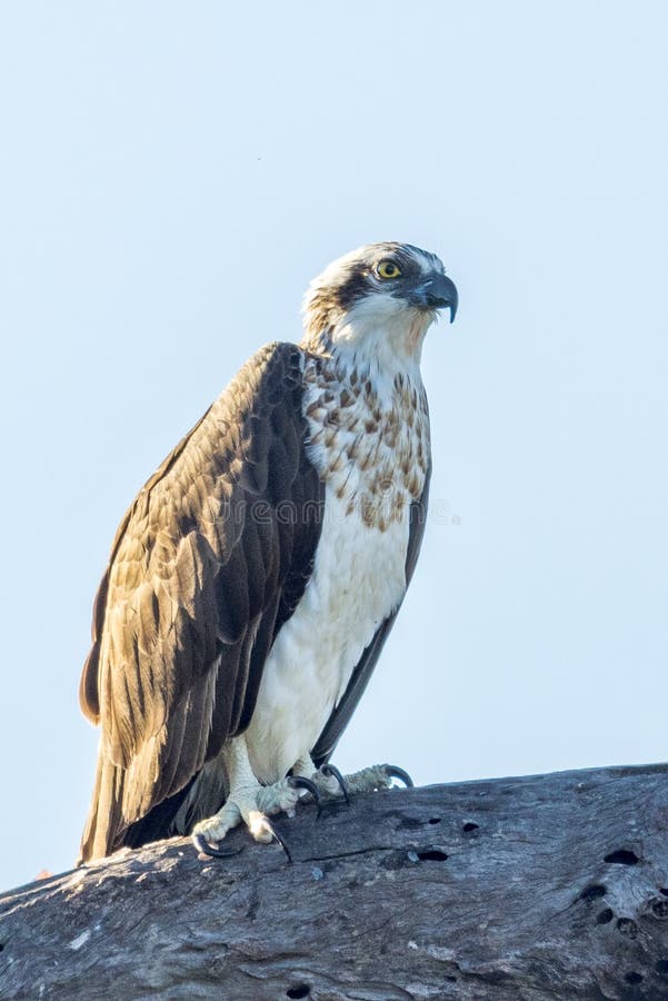 Eastern Osprey in Queensland Australia Stock Image - Image of feather ...