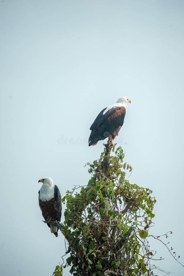 Fish Eagles stock image. Image of beak, diving, feather - 94320805
