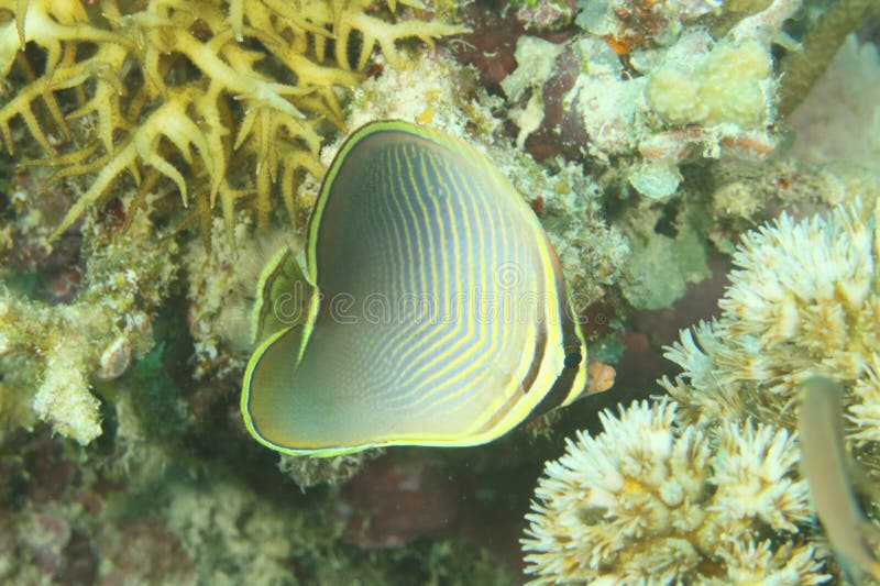 Fish - Eastern Triangular Butterflyfish Stock Image - Image of biak ...