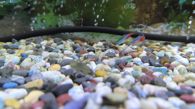 Fish Eat Food in the Aquarium Stock Video - Video of stick, fauna ...