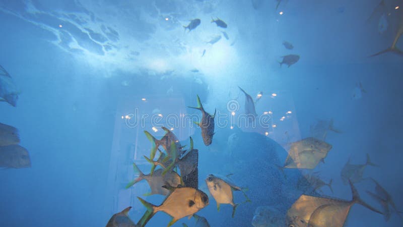 Fish Eat Food in a Large Aquarium. Stock Footage - Video of dive, atoll ...