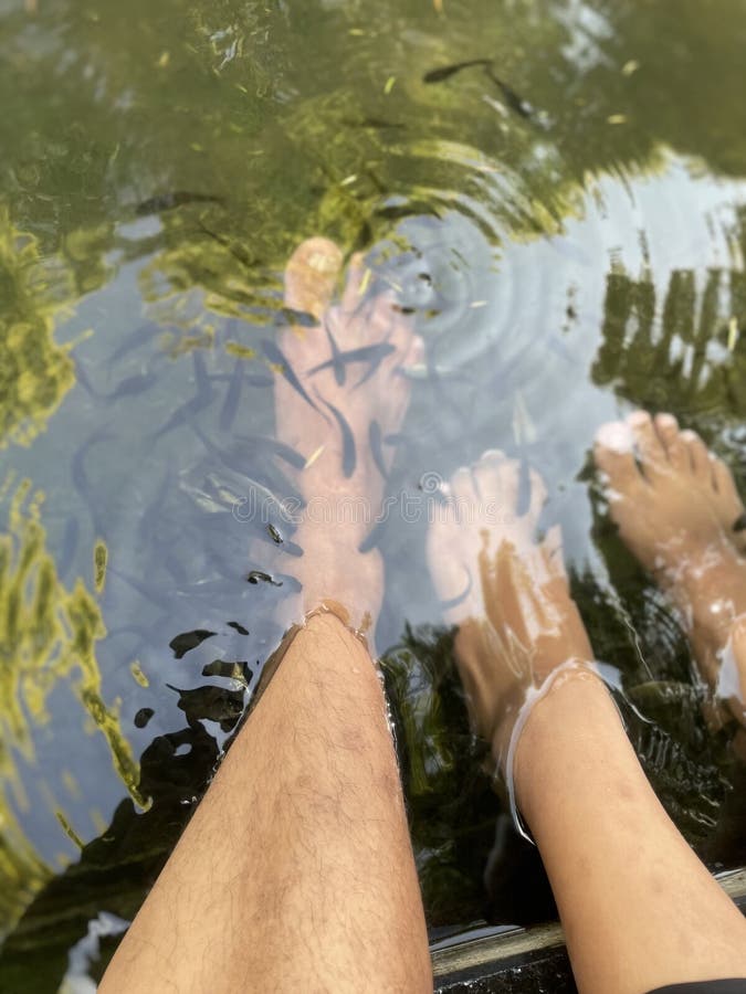 Fish eat foot stock image. Image of food, tree, branch - 286695707