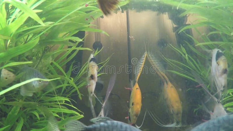 Fish Eat Worms in a Home Aquarium Stock Footage - Video of hive, 1920: ...