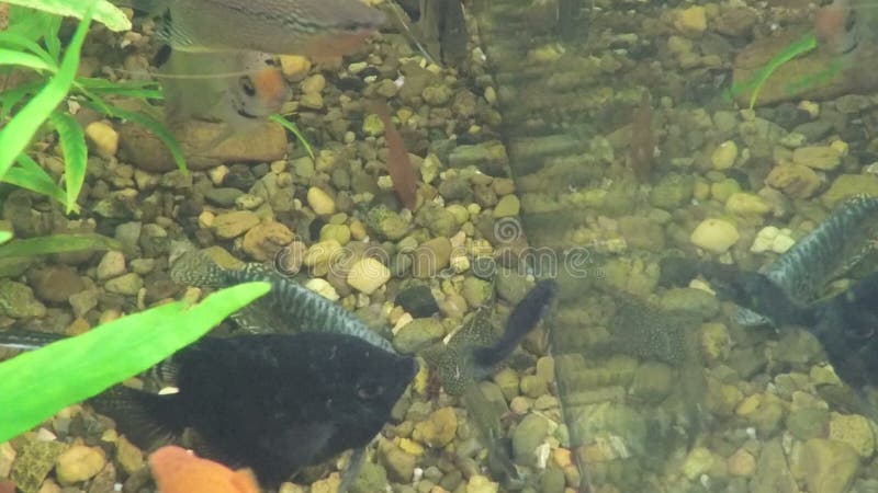 Fish Eat Worms in a Home Aquarium Stock Video - Video of inhabitants ...