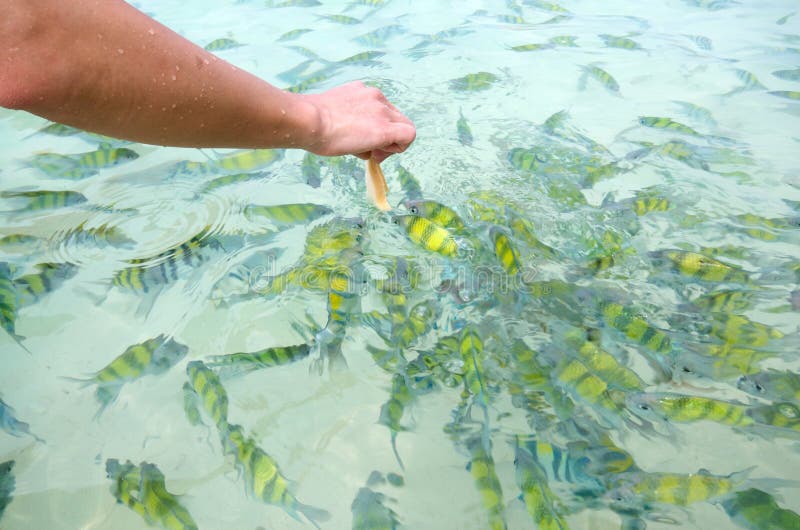 Fish eating stock image. Image of blue, thailand, eating - 22526487
