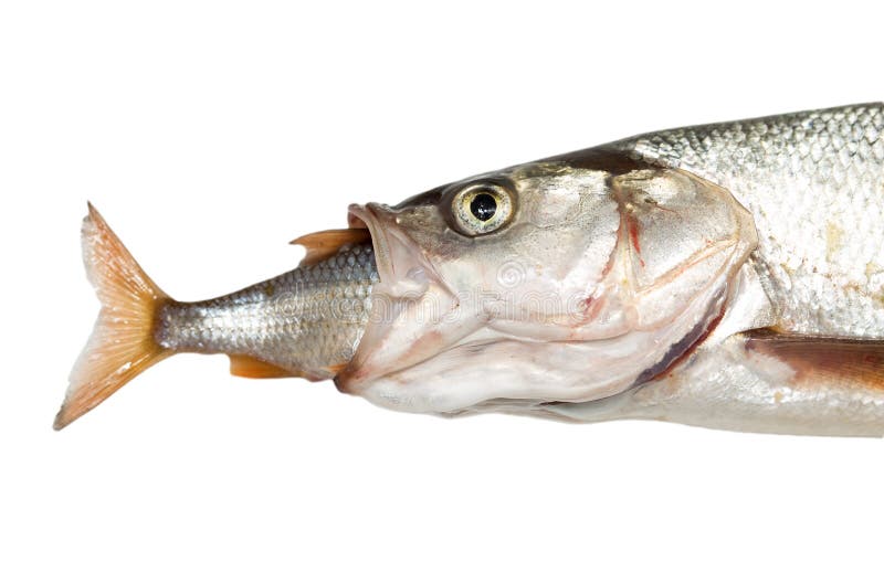 Fish eating another fish stock photo. Image of ocean - 100709364