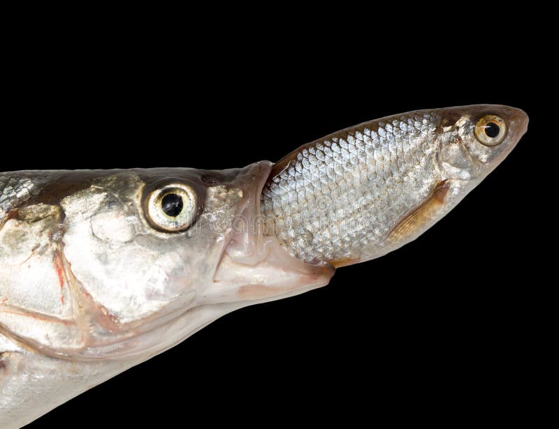 Fish eating another fish stock image. Image of concept - 100865059