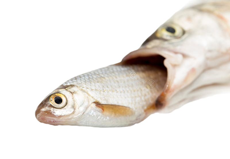 Fish eating another fish stock photo. Image of business - 100708940