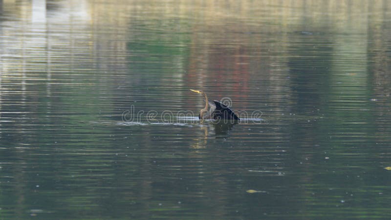 Fish-eating bird stock photo. Image of ducks, animal - 267237788
