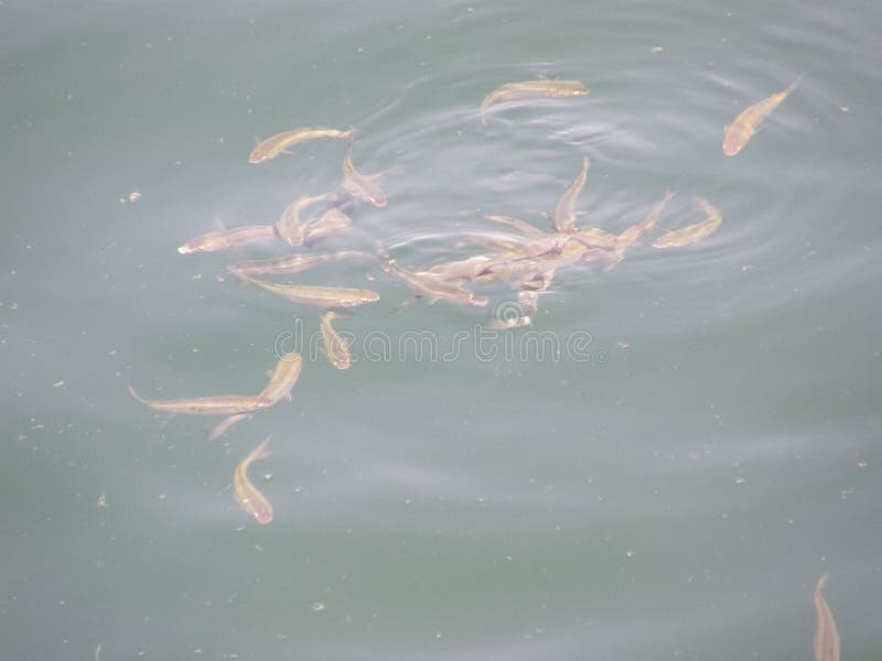 Fish are Eating Bread Thrown into the Water Stock Image - Image of ...