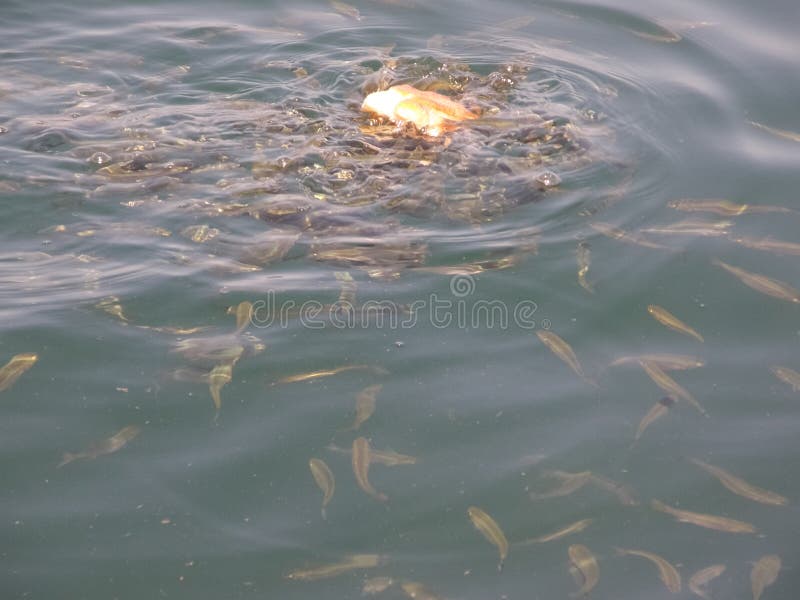 Fish are Eating Bread Thrown into the Water Stock Image - Image of ...