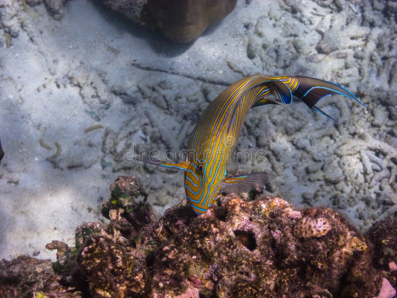 Coral eating a fish stock photo. Image of landscape, sally - 64223398