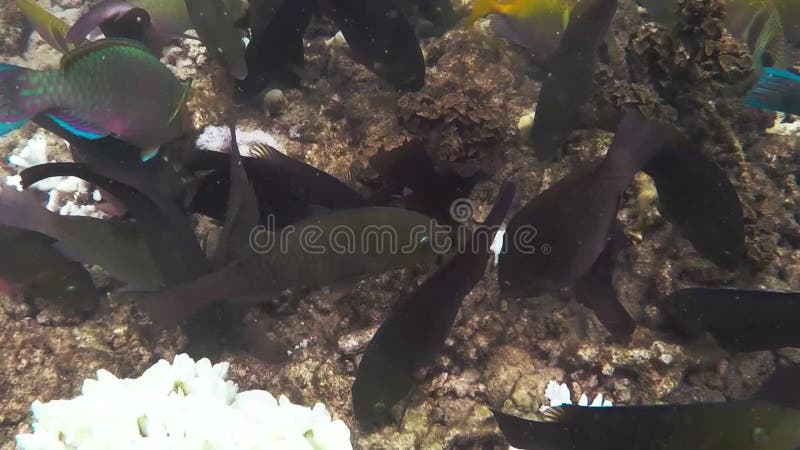 Fish Eating Coral Reef Underwater Stock Footage - Video of sweetlips ...