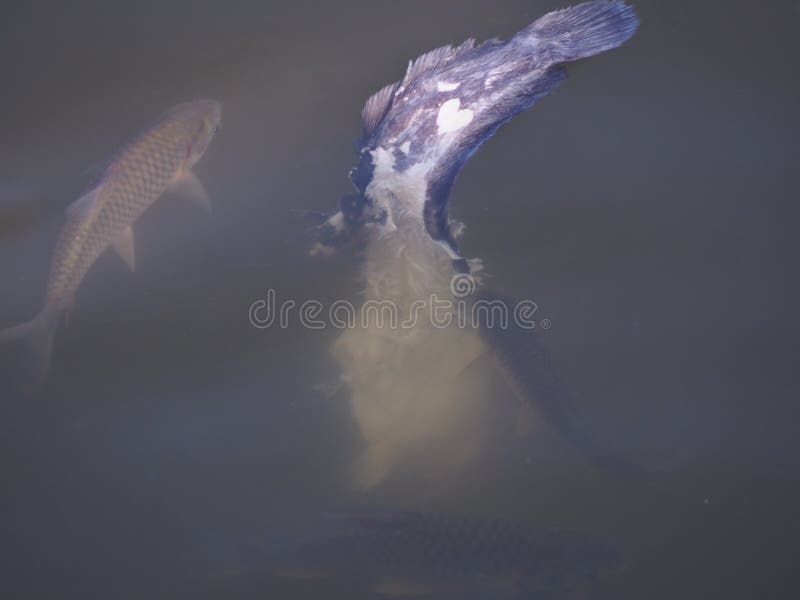 Fish is eating dead fish stock image. Image of open, eating - 91837373